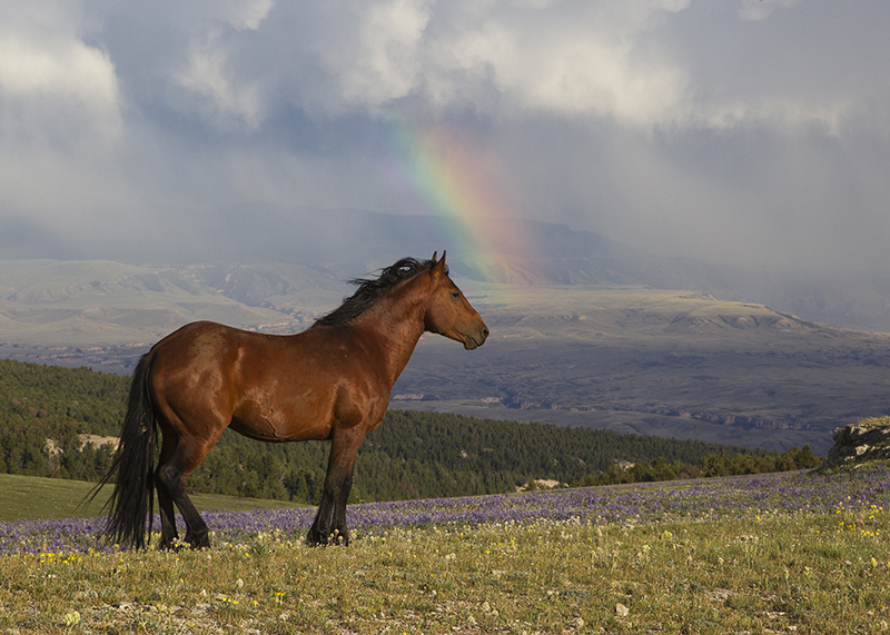 Nature Photography, Bill & Sharon Draker, Nature Photographers