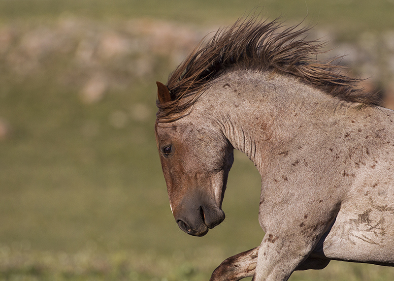 Nature Photography, Bill & Sharon Draker, Nature Photographers