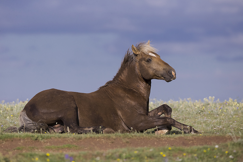 Nature Photography, Bill & Sharon Draker, Nature Photographers