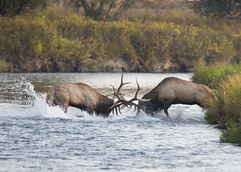 Nature Photography, Bill & Sharon Draker, Nature Photographers