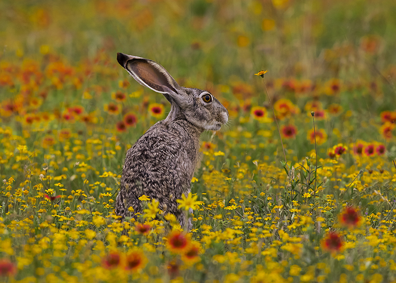 Nature Photography, Bill & Sharon Draker, Nature Photographers