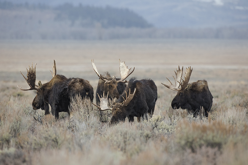Nature Photography, Bill & Sharon Draker, Nature Photographers