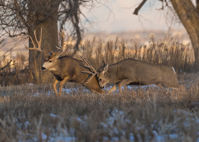 Mule Deer Fighting