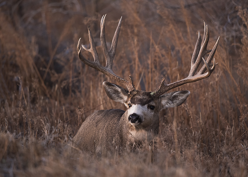 Nature Photography, Bill & Sharon Draker, Nature Photographers