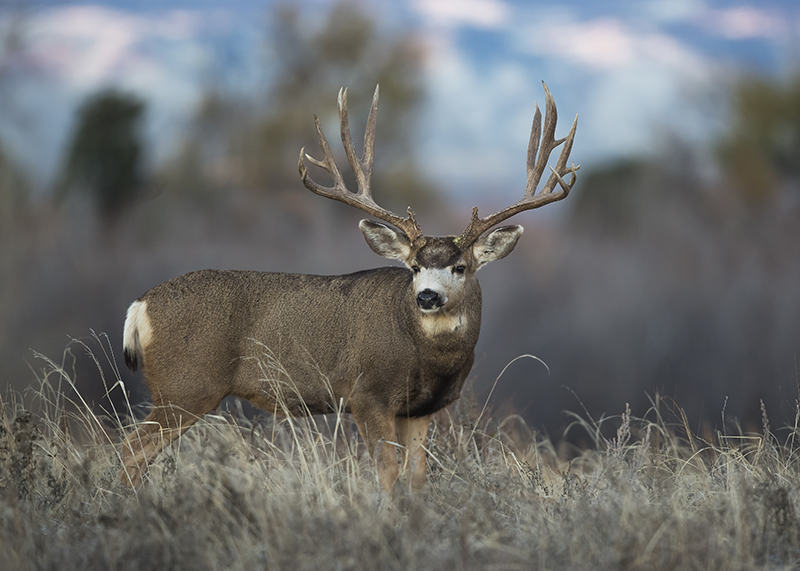 Nature Photography, Bill & Sharon Draker, Nature Photographers