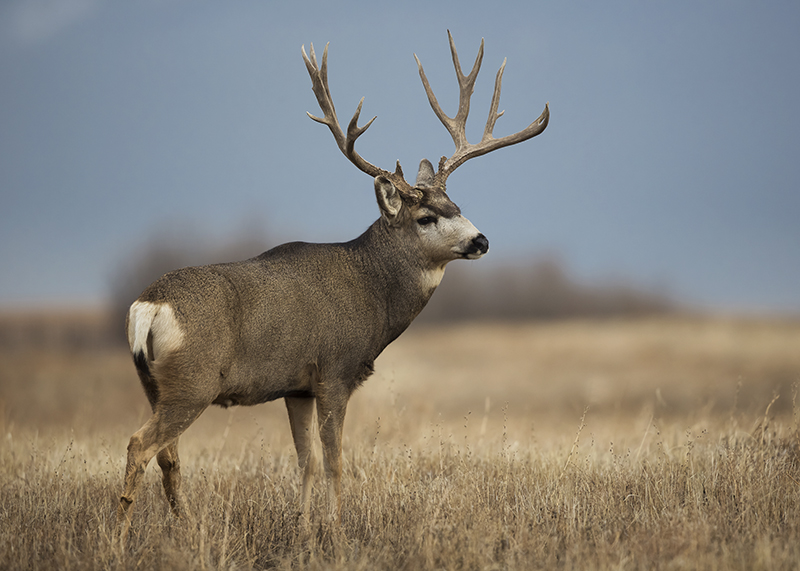 Nature Photography, Bill & Sharon Draker, Nature Photographers