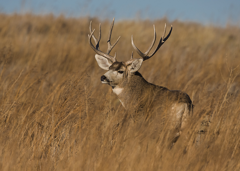 Nature Photography, Bill & Sharon Draker, Nature Photographers