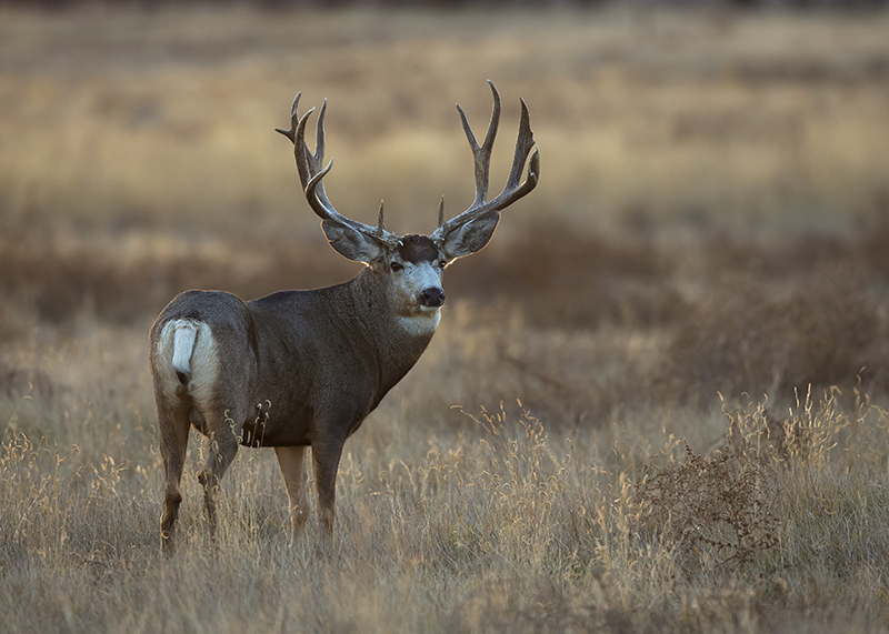 Nature Photography, Bill & Sharon Draker, Nature Photographers
