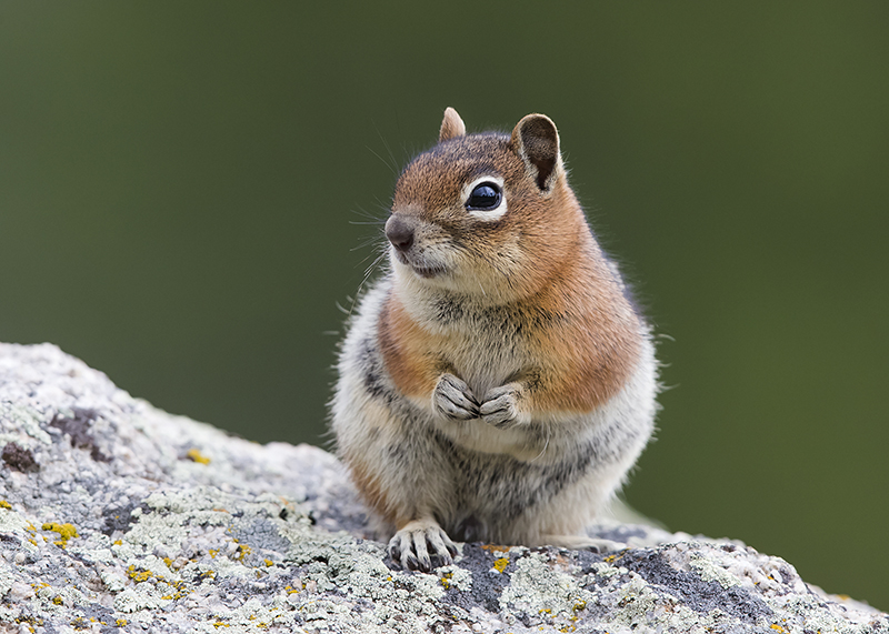 Nature Photography, Bill & Sharon Draker, Nature Photographers