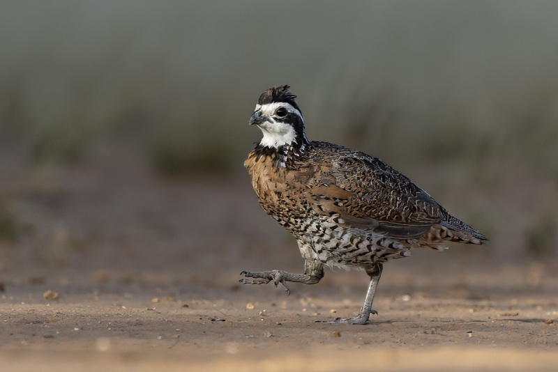 Nature Photography, Bill & Sharon Draker, Nature Photographers