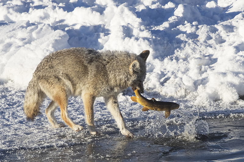 Nature Photography, Bill & Sharon Draker, Nature Photographers