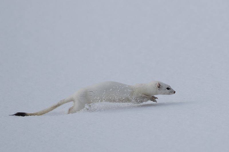 Nature Photography, Bill & Sharon Draker, Nature Photographers