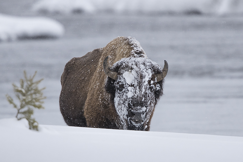 Nature Photography, Bill & Sharon Draker, Nature Photographers