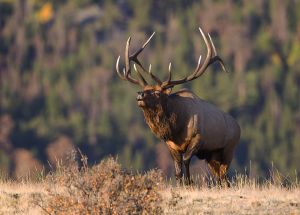Nature Photography, Bill & Sharon Draker, Nature Photographers