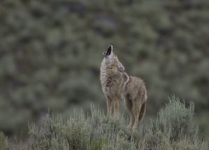 Nature Photography, Bill & Sharon Draker, Nature Photographers