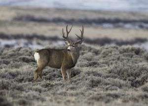 Nature Photography, Bill & Sharon Draker, Nature Photographers