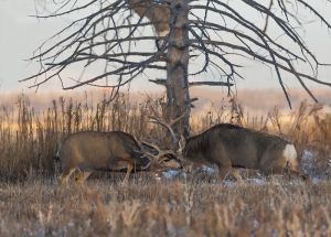 Nature Photography, Bill & Sharon Draker, Nature Photographers